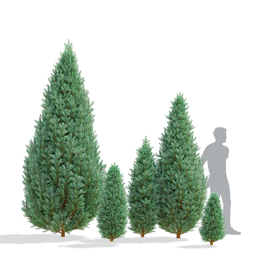 3D Picea Pungens Iseli Fastigiate - TurboSquid 2058592