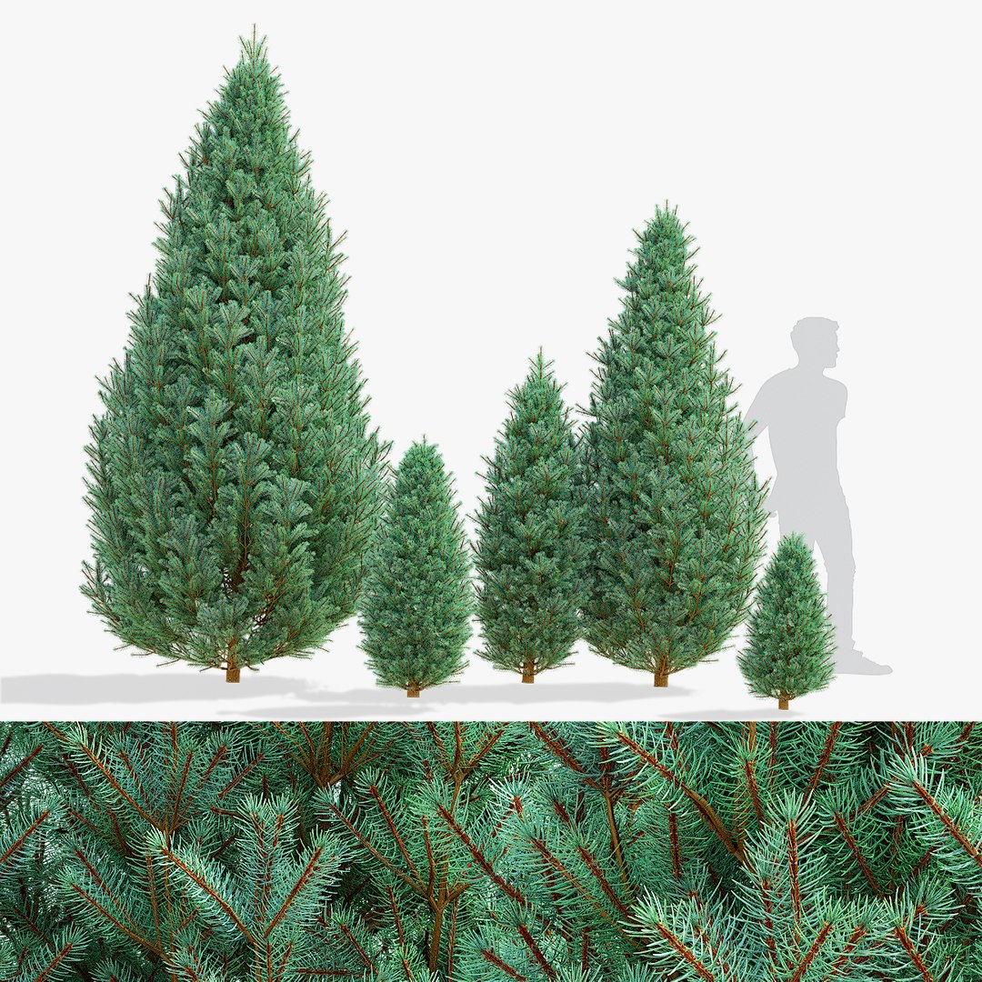 3D Picea Pungens Iseli Fastigiate - TurboSquid 2058592