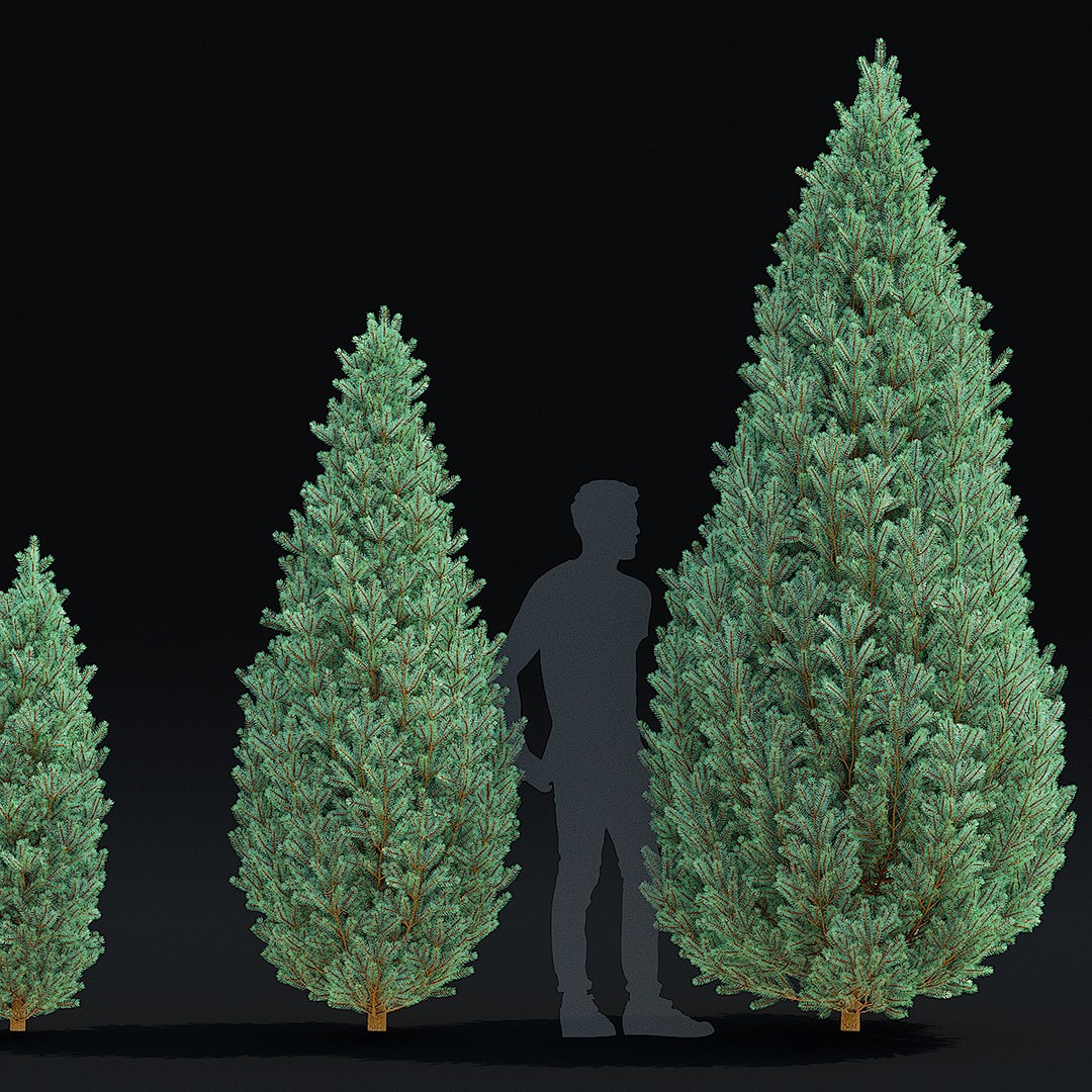 3D Picea Pungens Iseli Fastigiate - TurboSquid 2058592