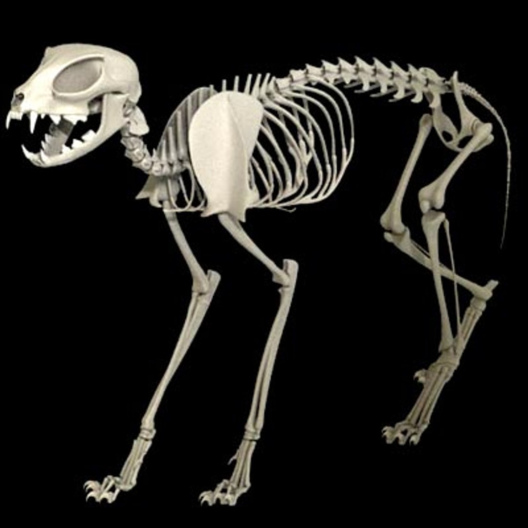 3d Model Cat Skeleton
