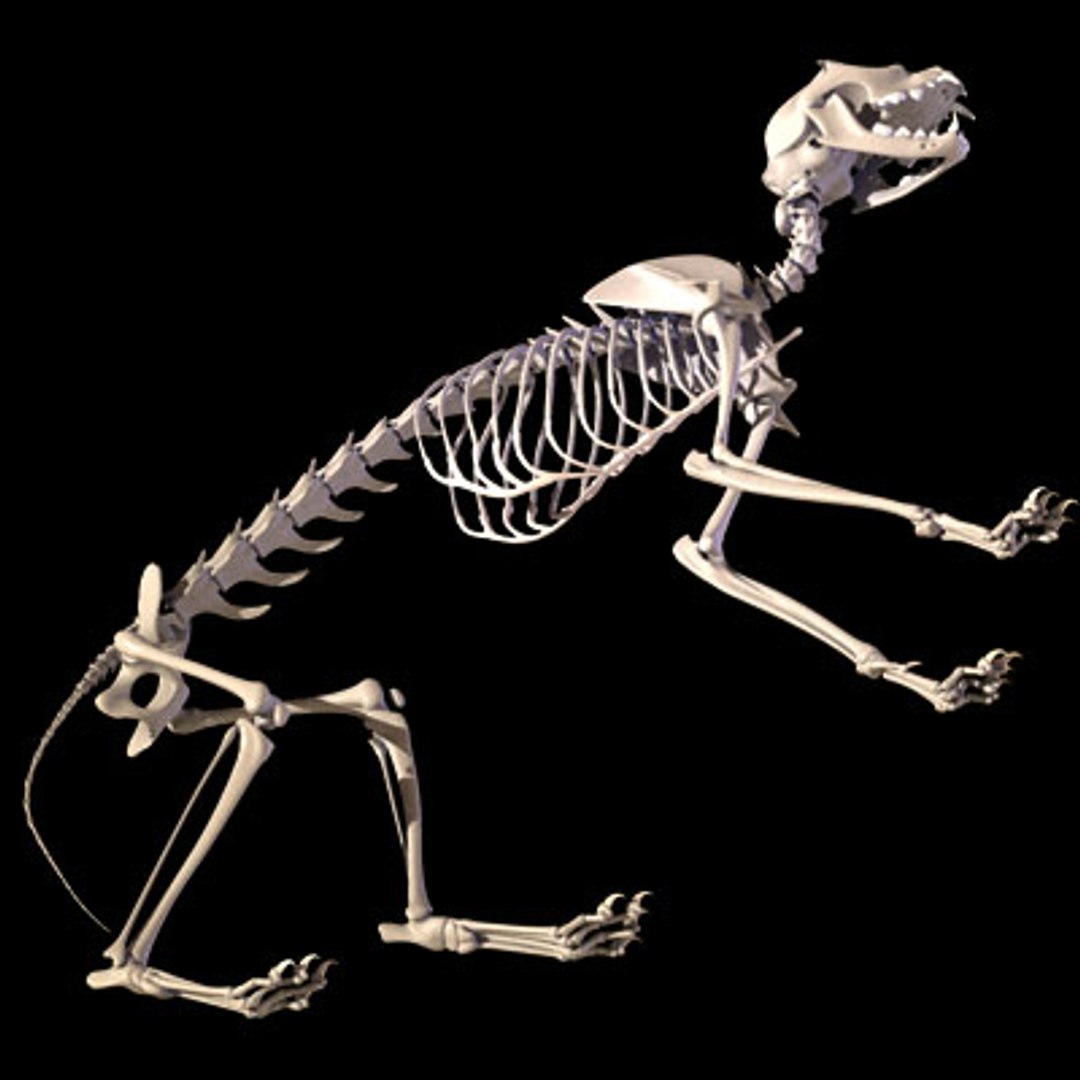 3d Model Cat Skeleton