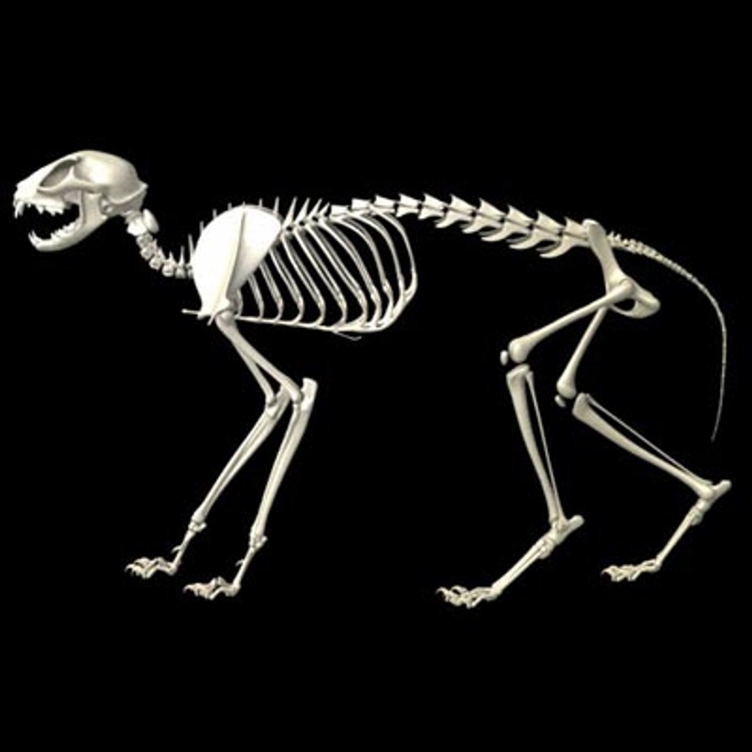 3d Model Cat Skeleton