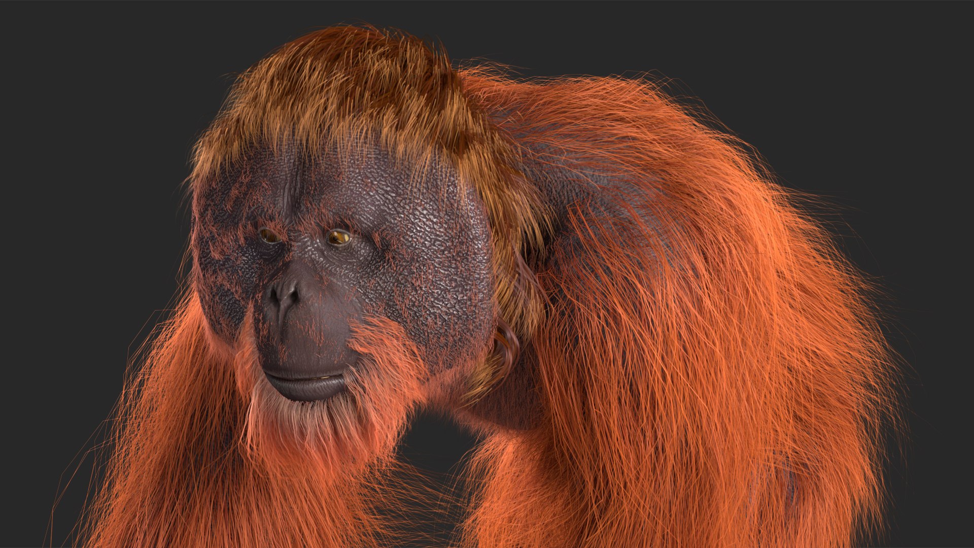 Orangutan Walking Fur 3D Model - TurboSquid 1985958