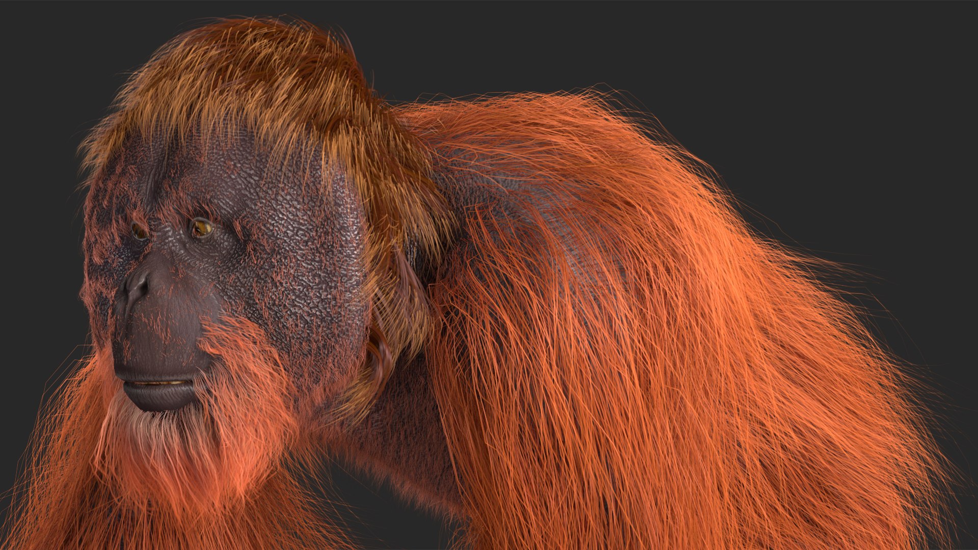 Orangutan Walking Fur 3D Model - TurboSquid 1985958