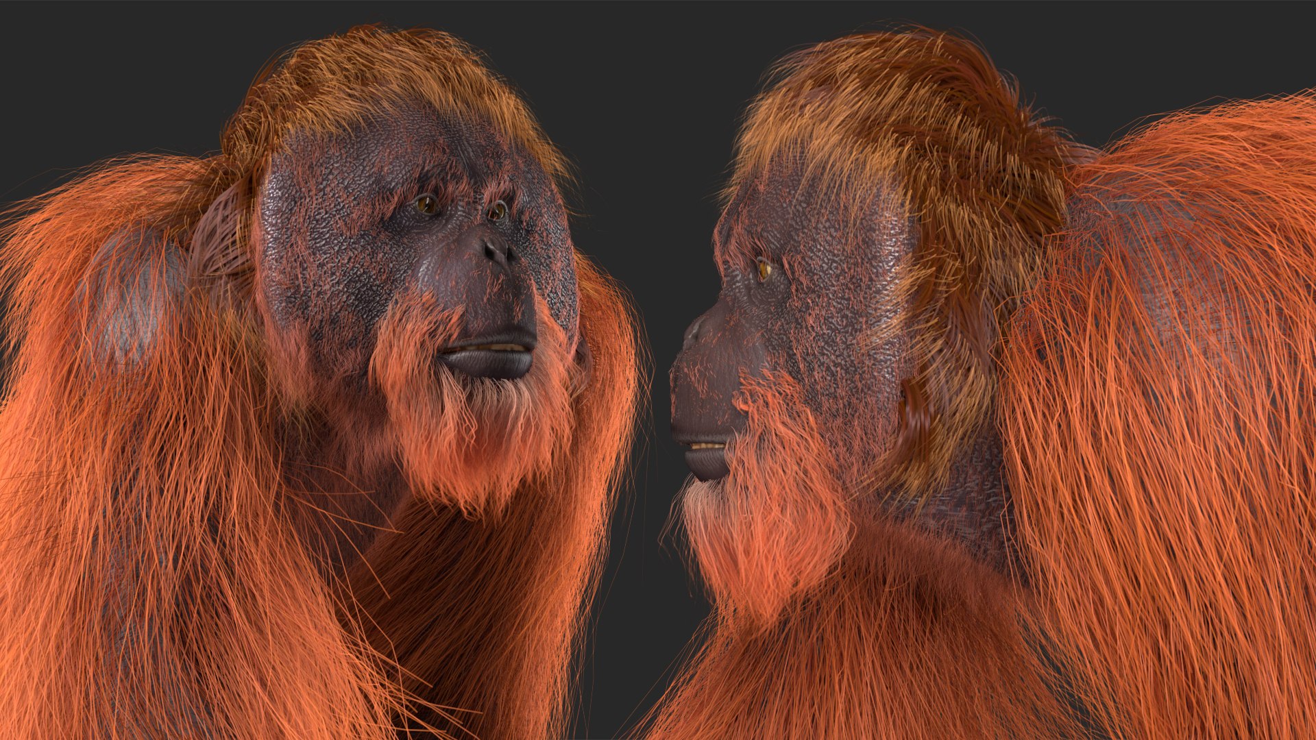 Orangutan Walking Fur 3D Model - TurboSquid 1985958