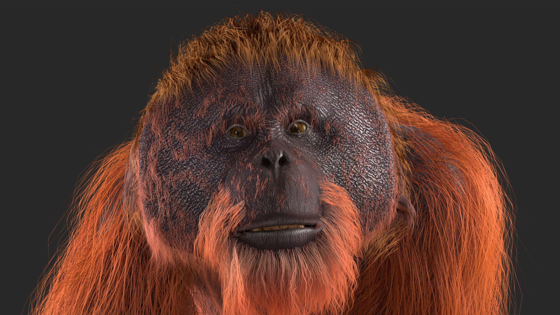 Orangutan Walking Fur 3D Model - TurboSquid 1985958