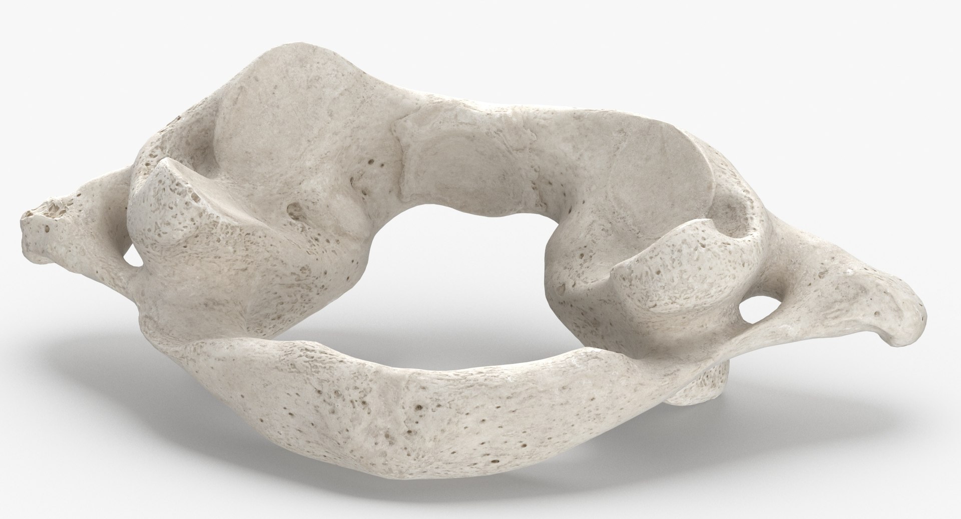 Cervical Vertebrae C1 Atlas 3D Model - TurboSquid 1600279