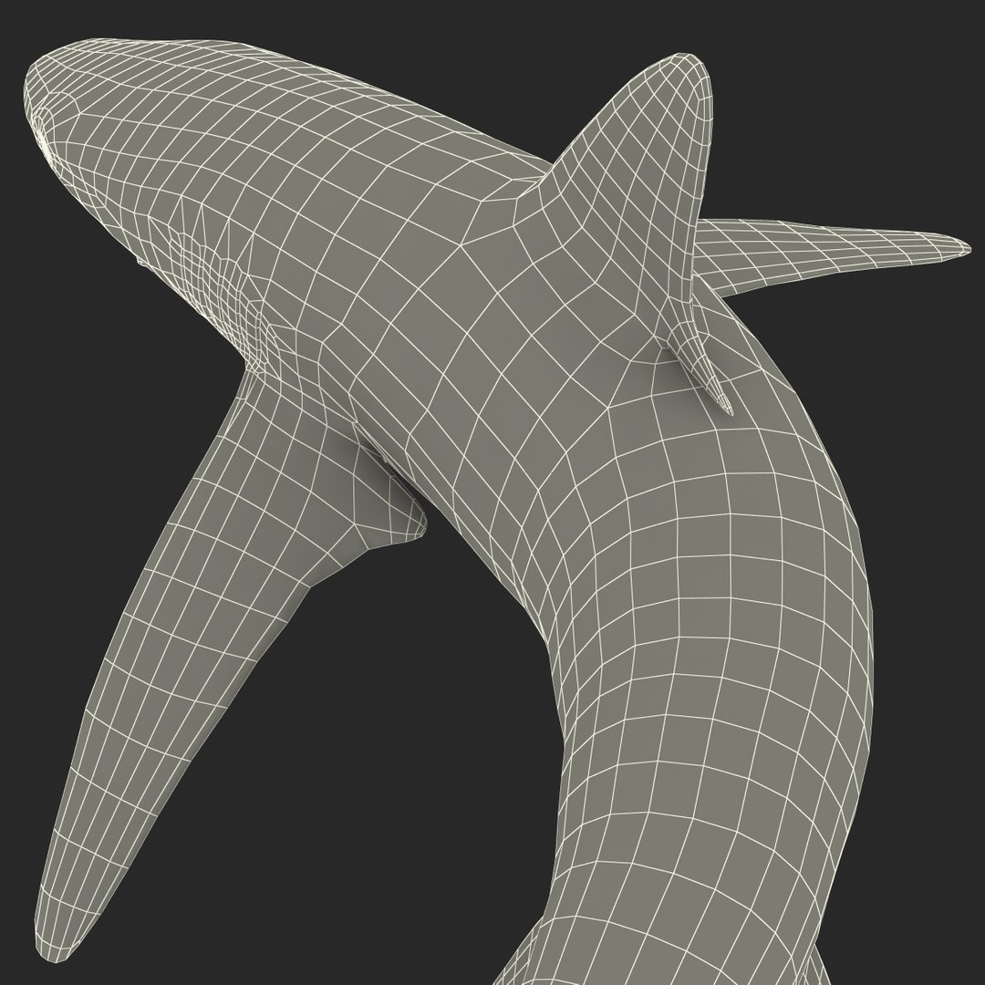 Whaler Shark Pose 2 Max