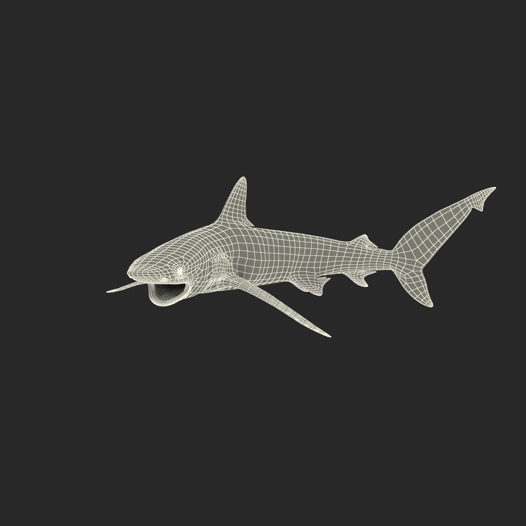 Whaler Shark Pose 2 Max