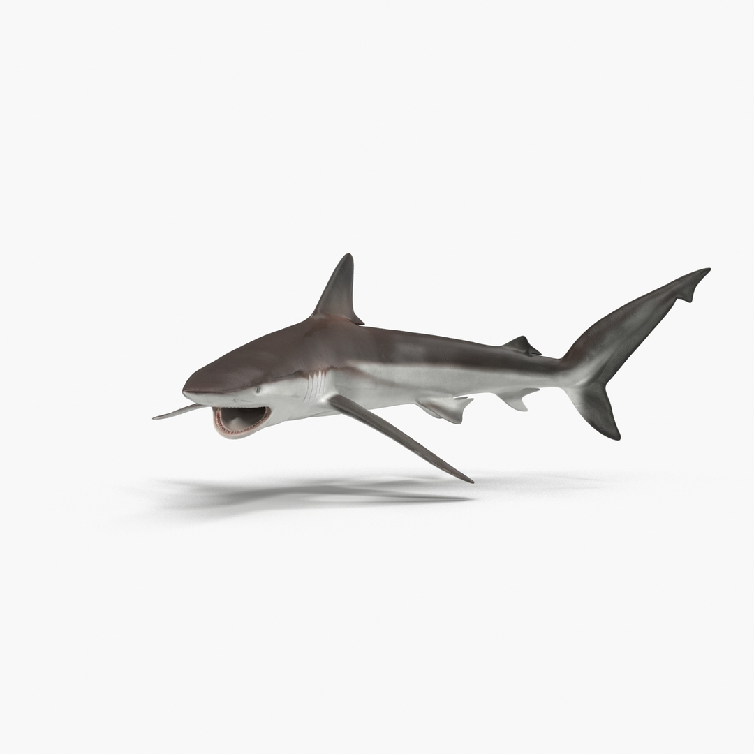 Whaler Shark Pose 2 Max