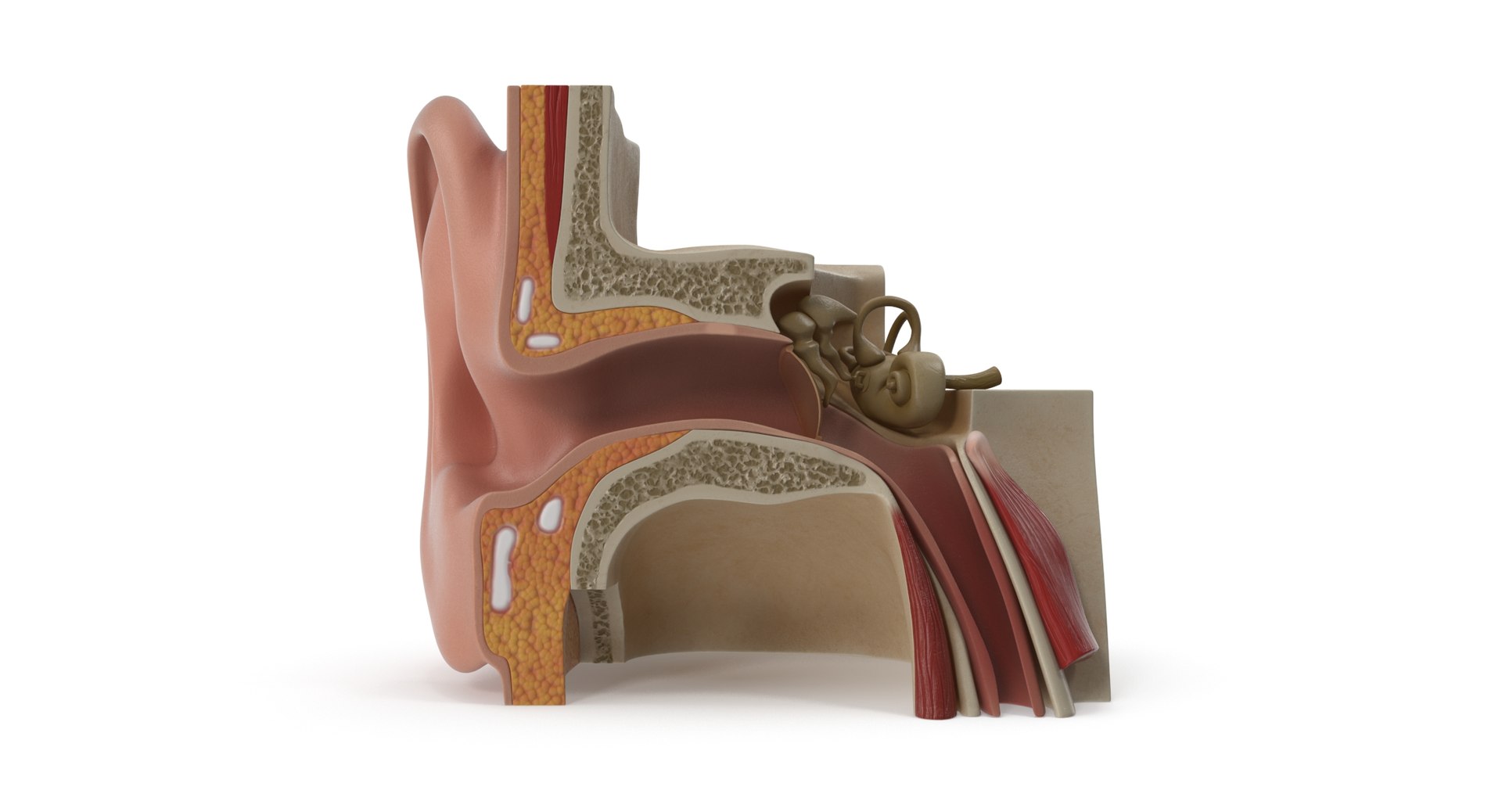 Ear Anatomy 3D Model - TurboSquid 1399568