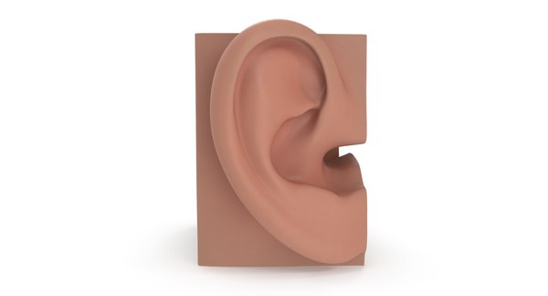 modèle 3D de Anatomie de l'oreille - TurboSquid 1399568