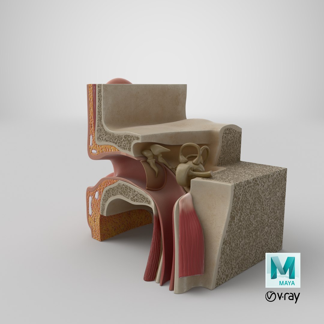 Ear Anatomy 3D Model - TurboSquid 1399568