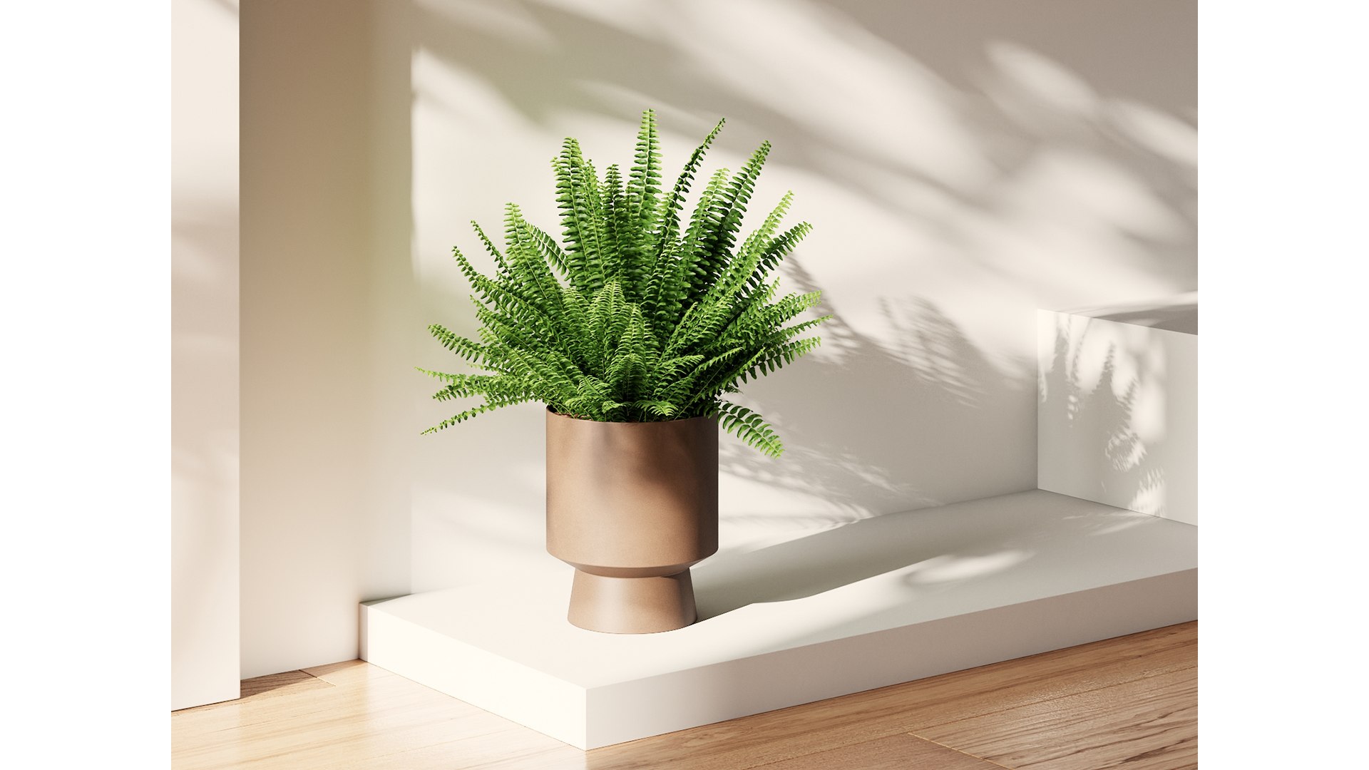 Boston Fern 02 3D Model - TurboSquid 2228149