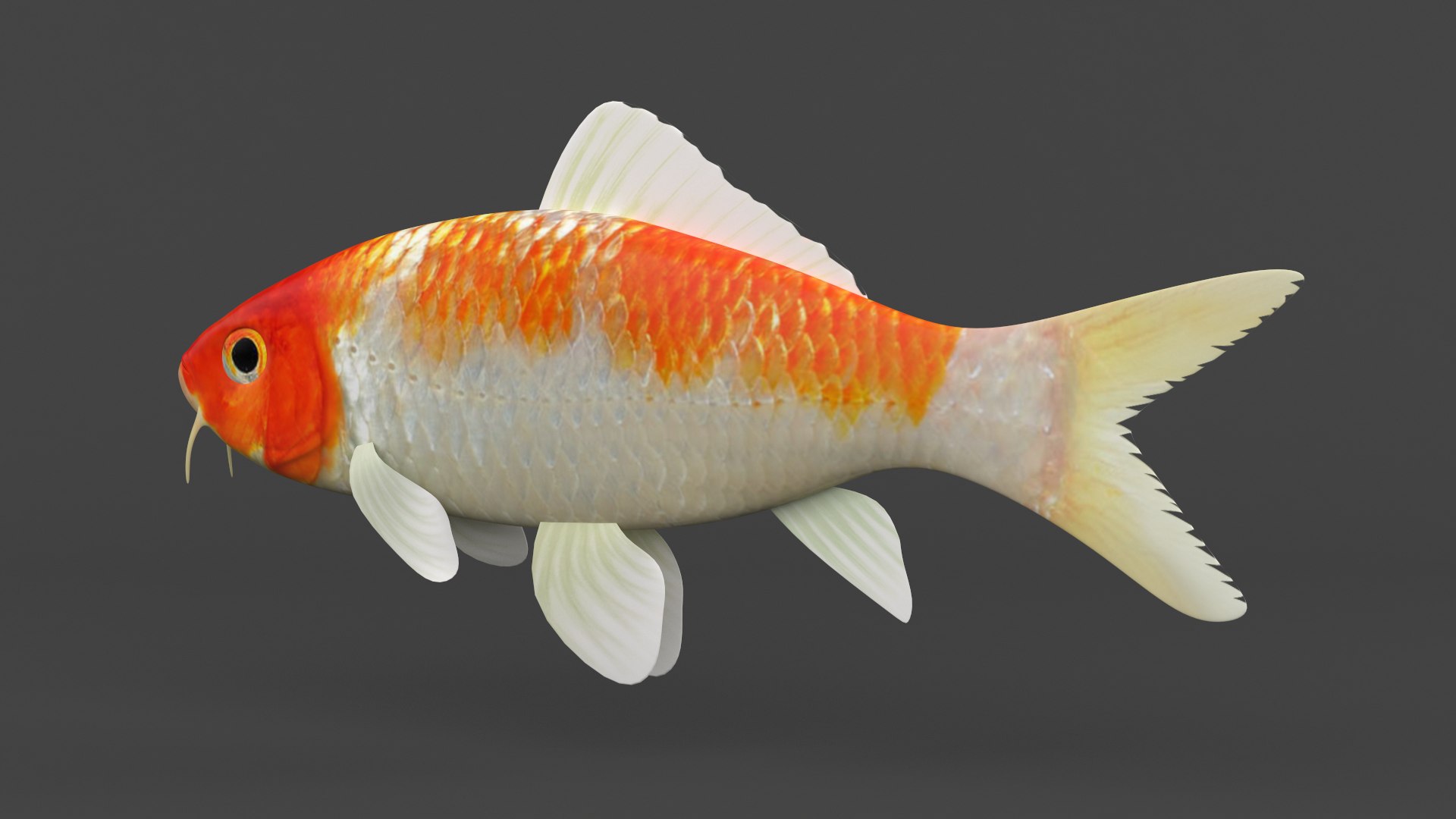 3D Fish Koi - TurboSquid 2118849