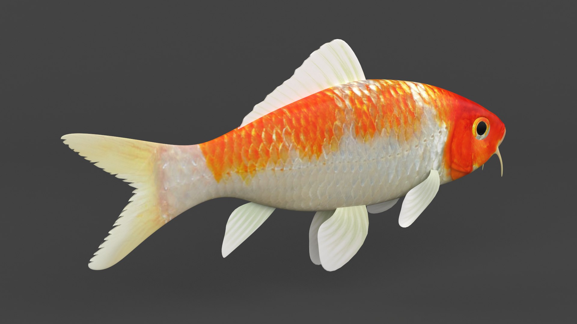 3D Fish Koi - TurboSquid 2118849