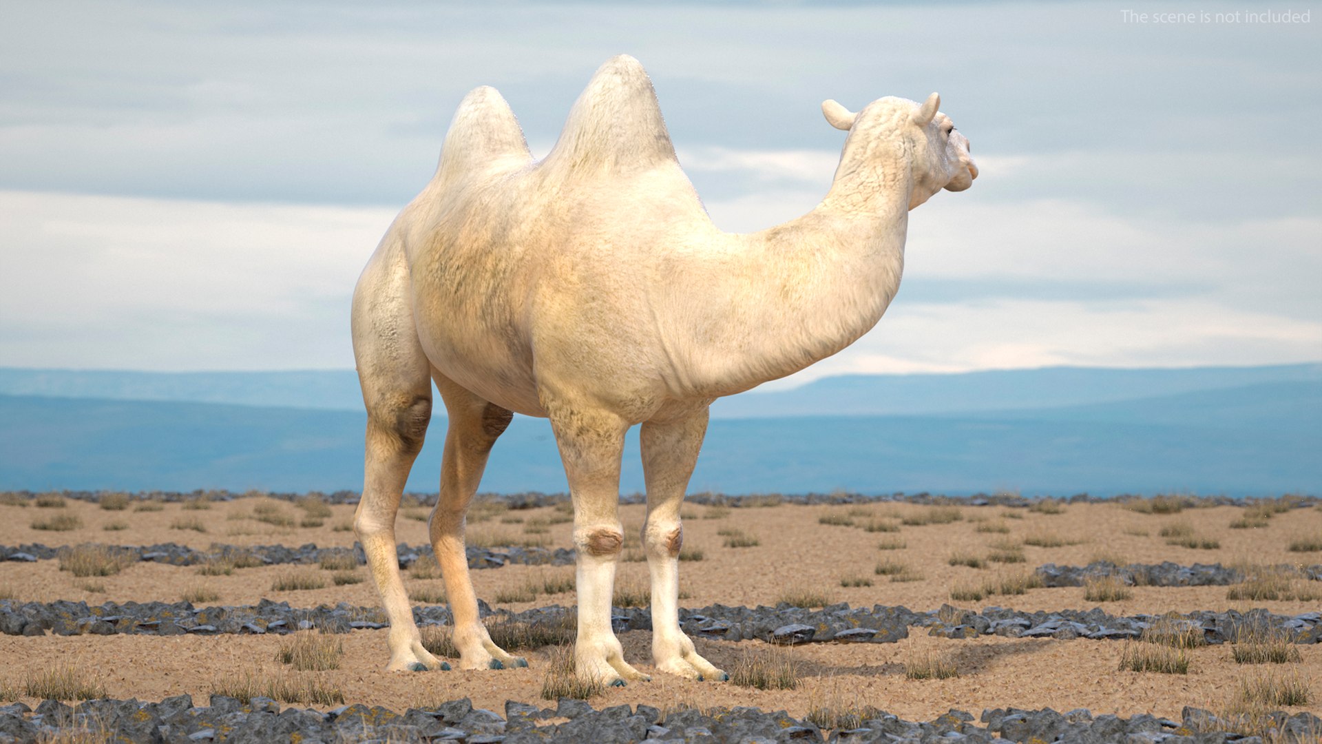 3D Bactrian Camel Light Colored Rigged - TurboSquid 2274949