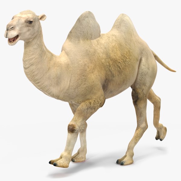 modelo 3d Camello bactriano de color claro - TurboSquid 2274949