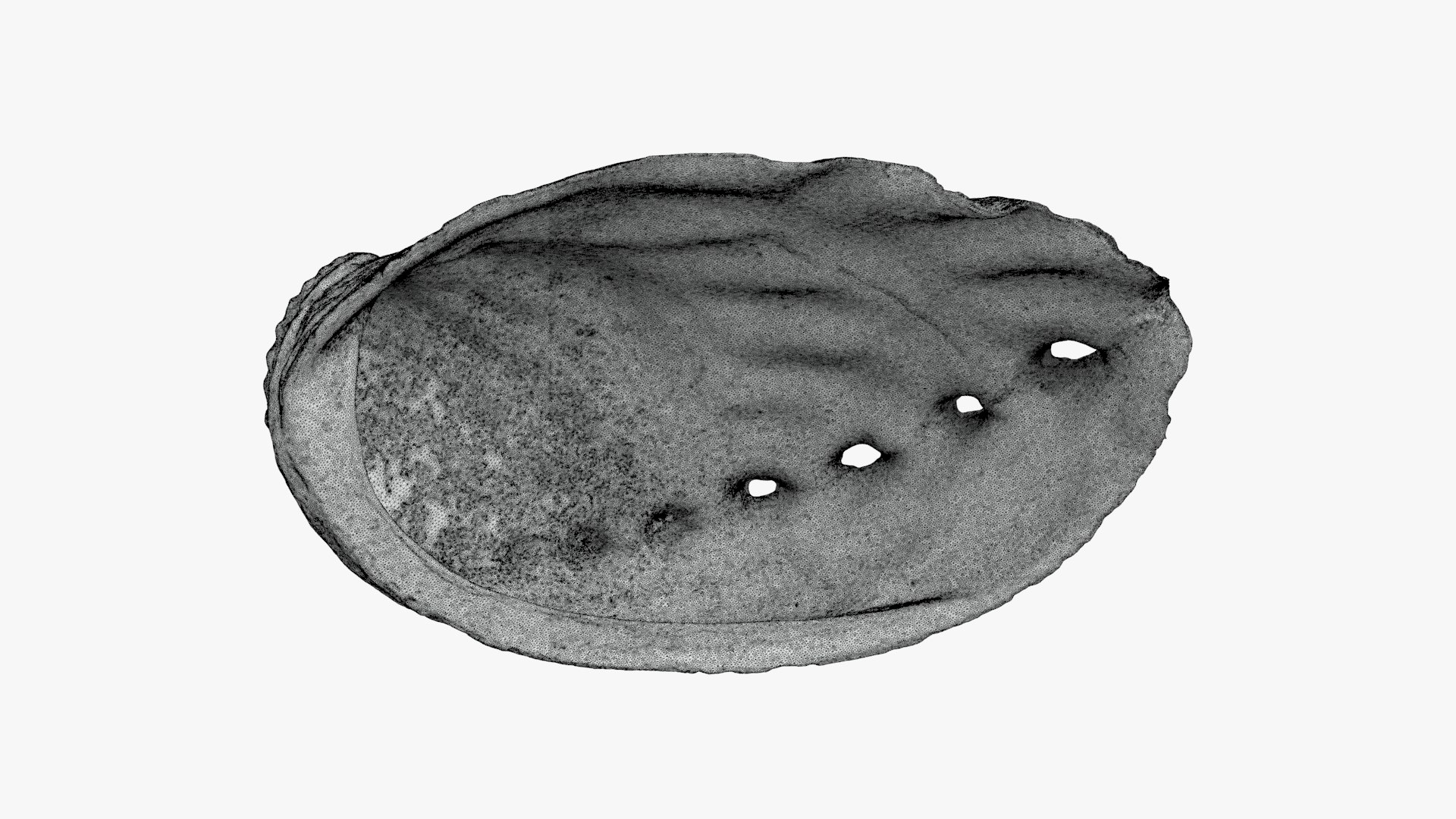 Blue Abalone Shell For 3D Print 3D Model - TurboSquid 2327515