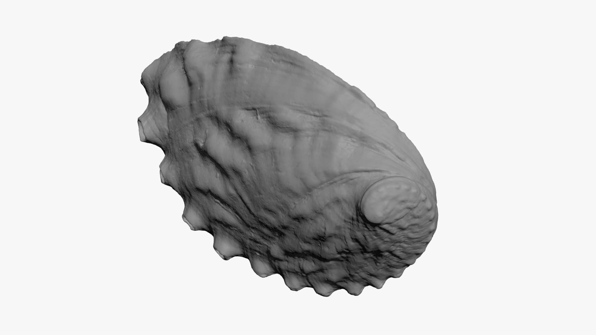 Blue Abalone Shell For 3D Print 3D Model - TurboSquid 2327515