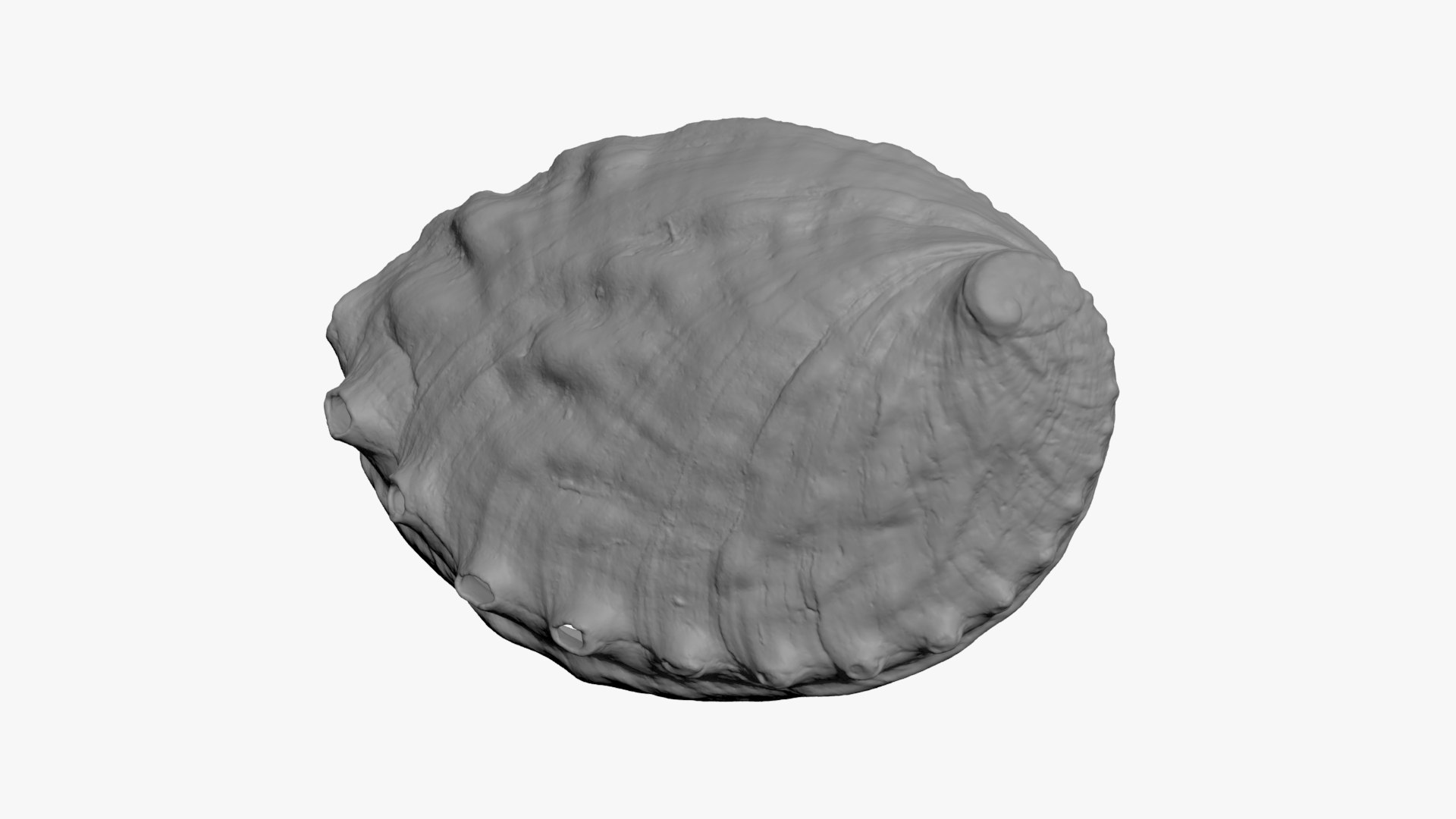 Blue Abalone Shell For 3D Print 3D Model - TurboSquid 2327515