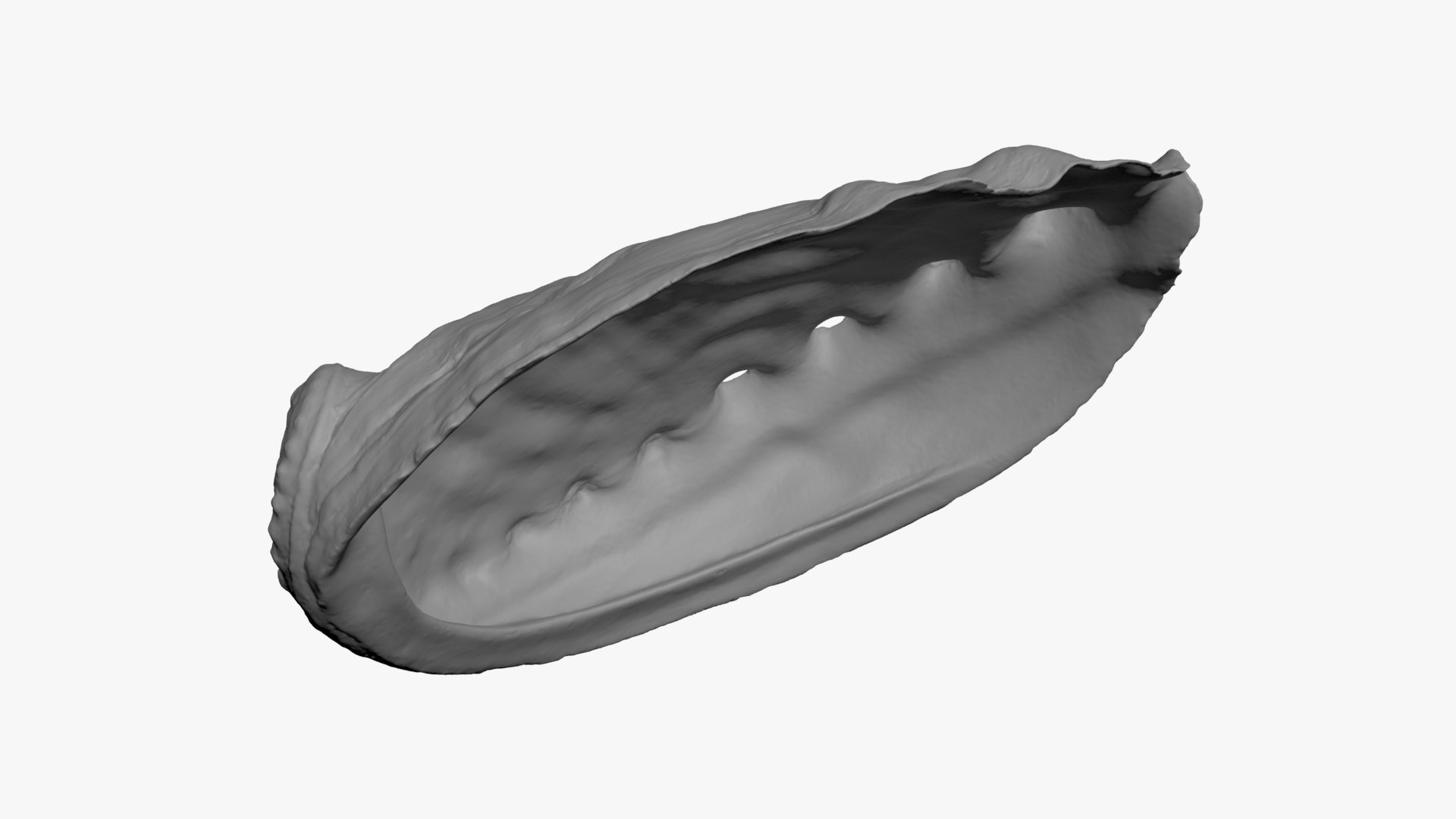 Blue Abalone Shell For 3D Print 3D Model - TurboSquid 2327515