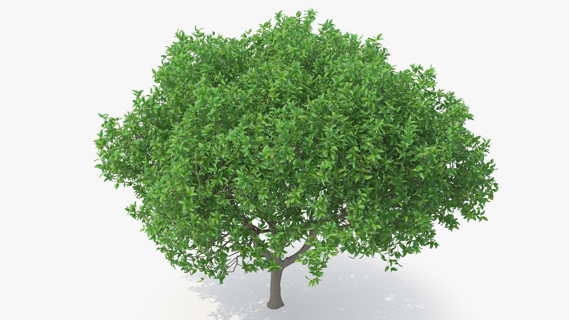Orange Tree 3D Model - TurboSquid 1437790