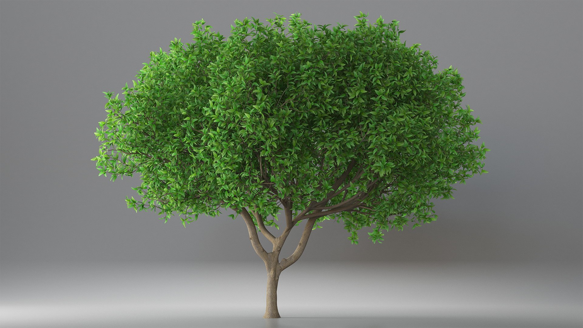 Orange Tree 3D Model - TurboSquid 1437790