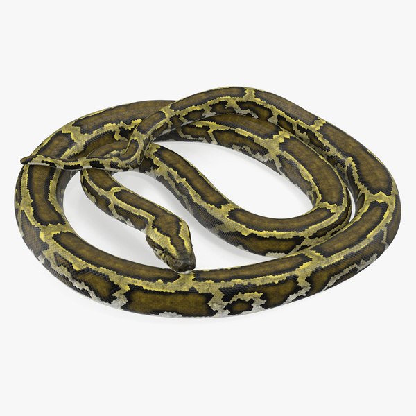 3D model green python snake curled - TurboSquid 1412699