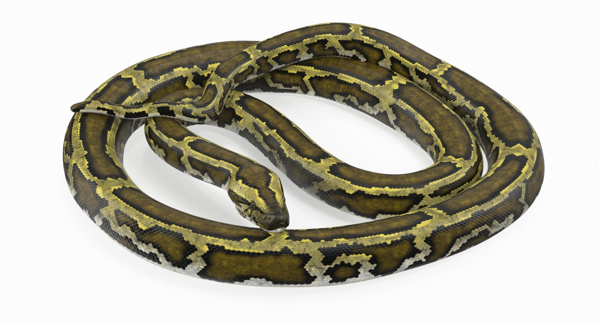 3D Model Green Python Snake Curled - TurboSquid 1412699
