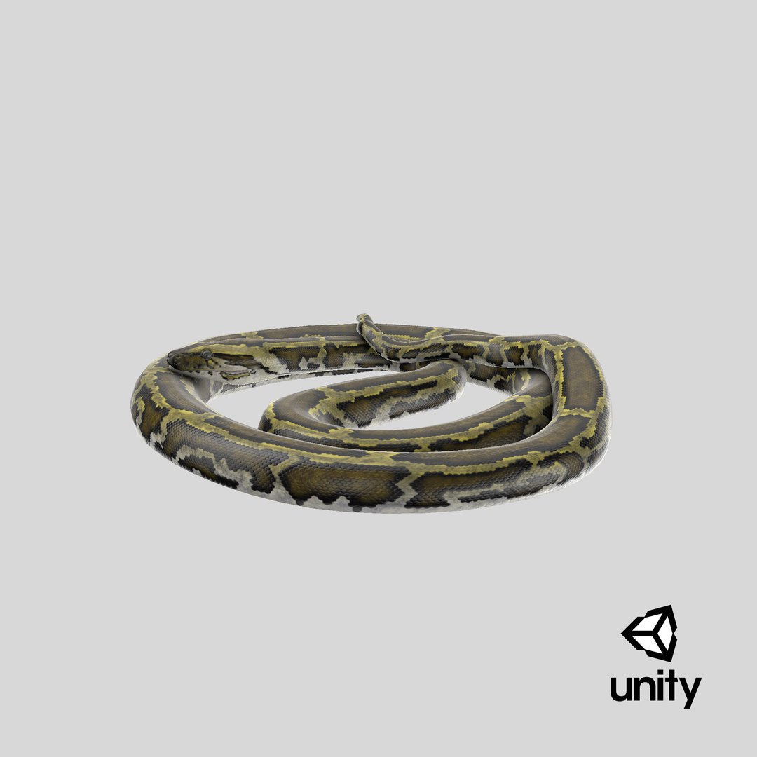 3D Model Green Python Snake Curled - TurboSquid 1412699