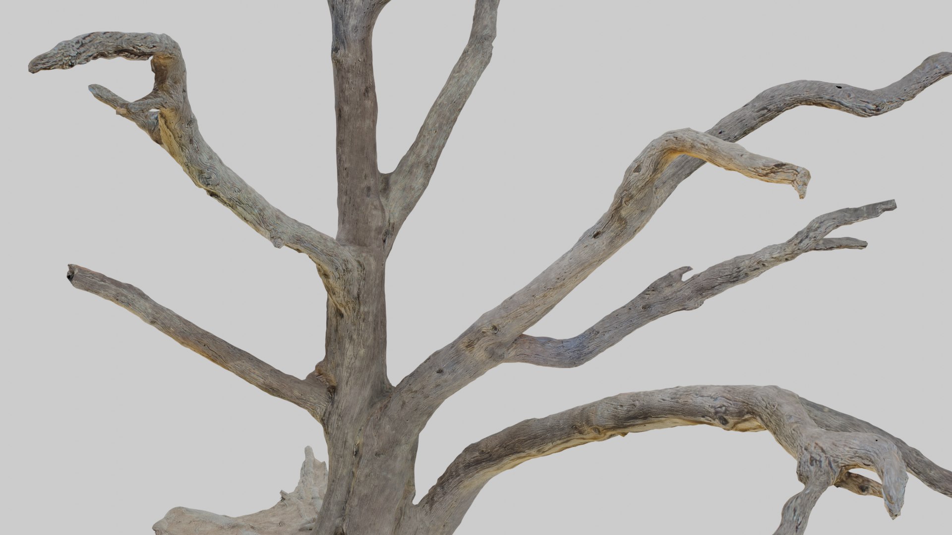 Namibian Dry Tree 01 - Scan 3D - TurboSquid 2036935