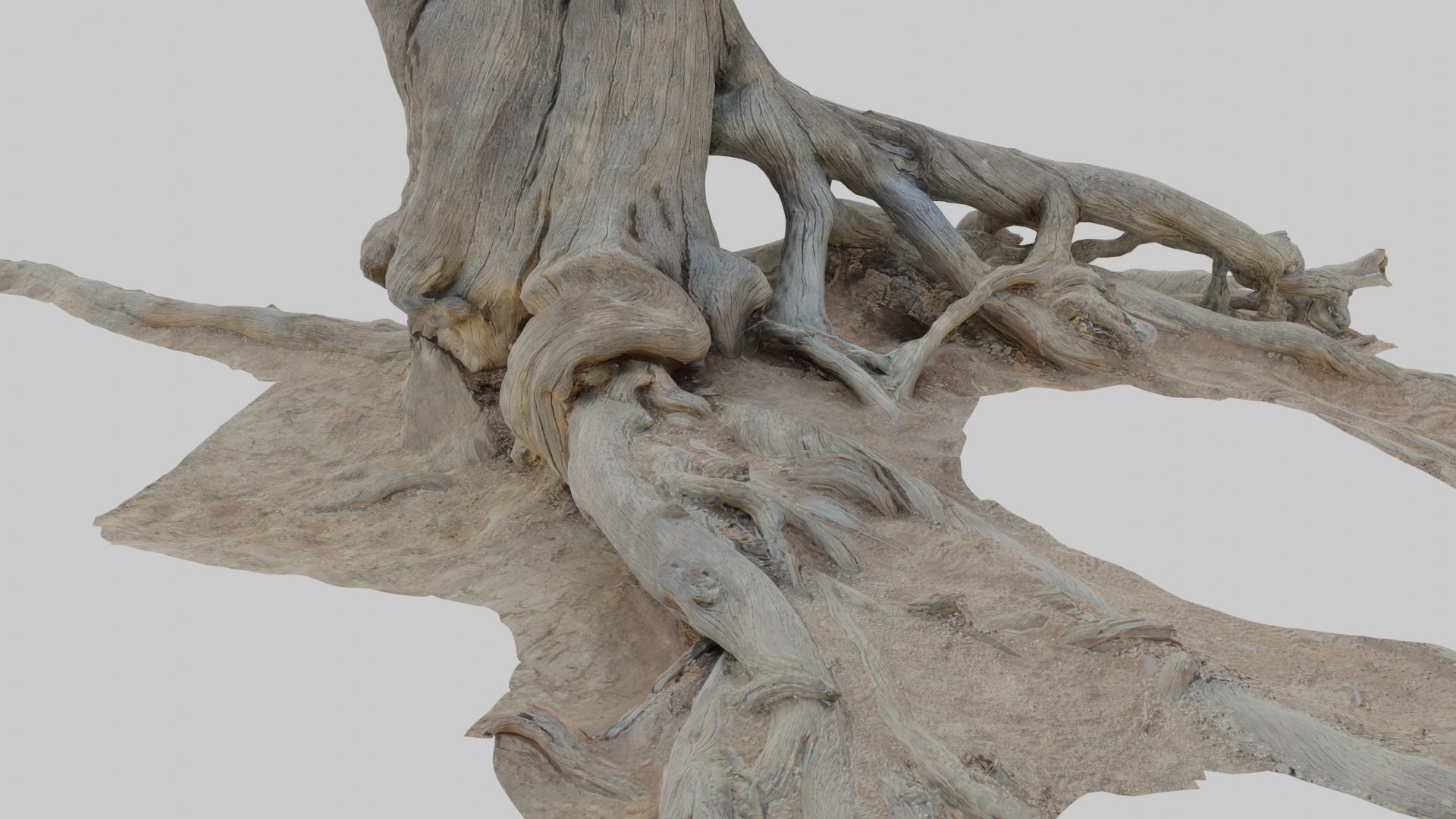 Namibian Dry Tree 01 - Scan 3D - TurboSquid 2036935