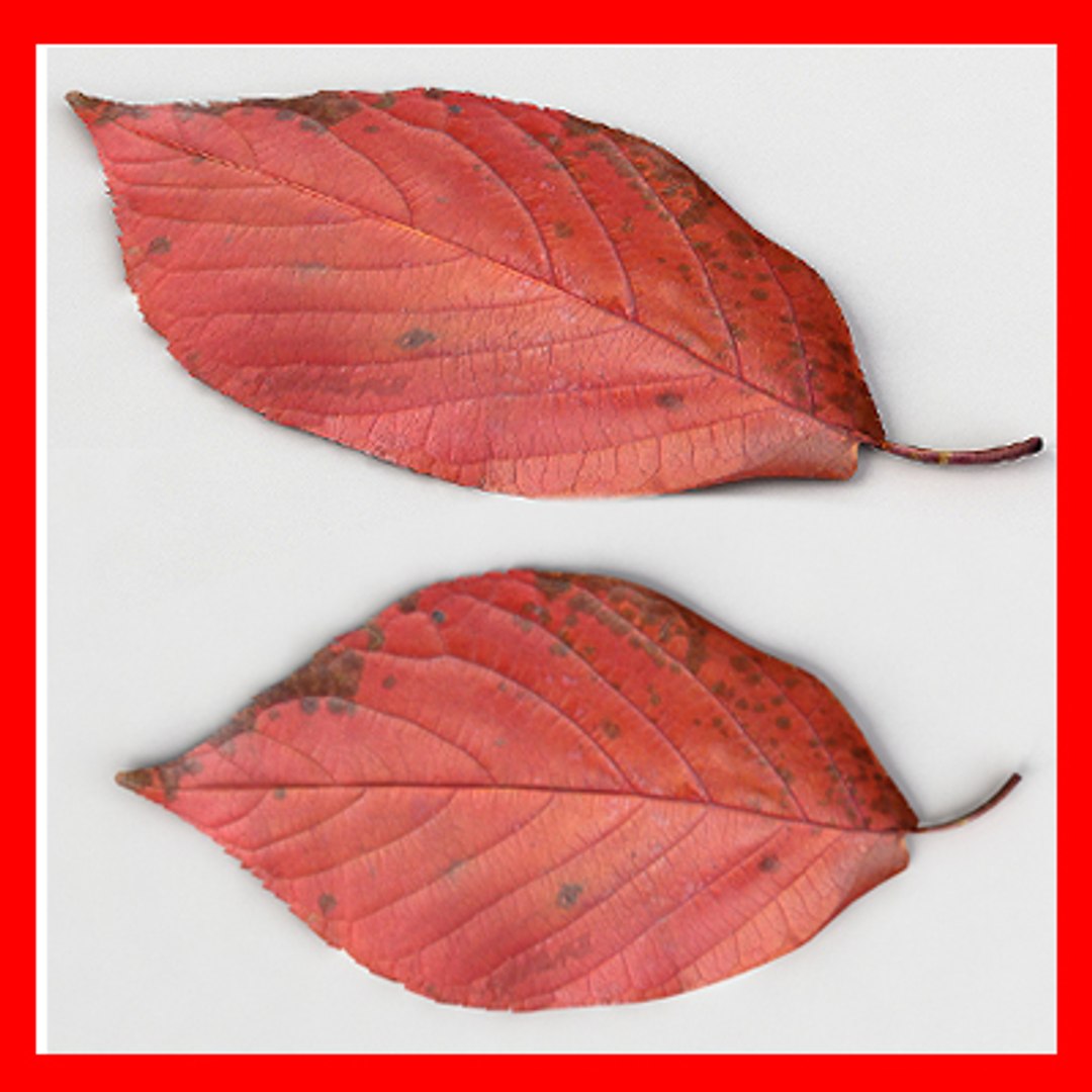 3ds max fallen leaf