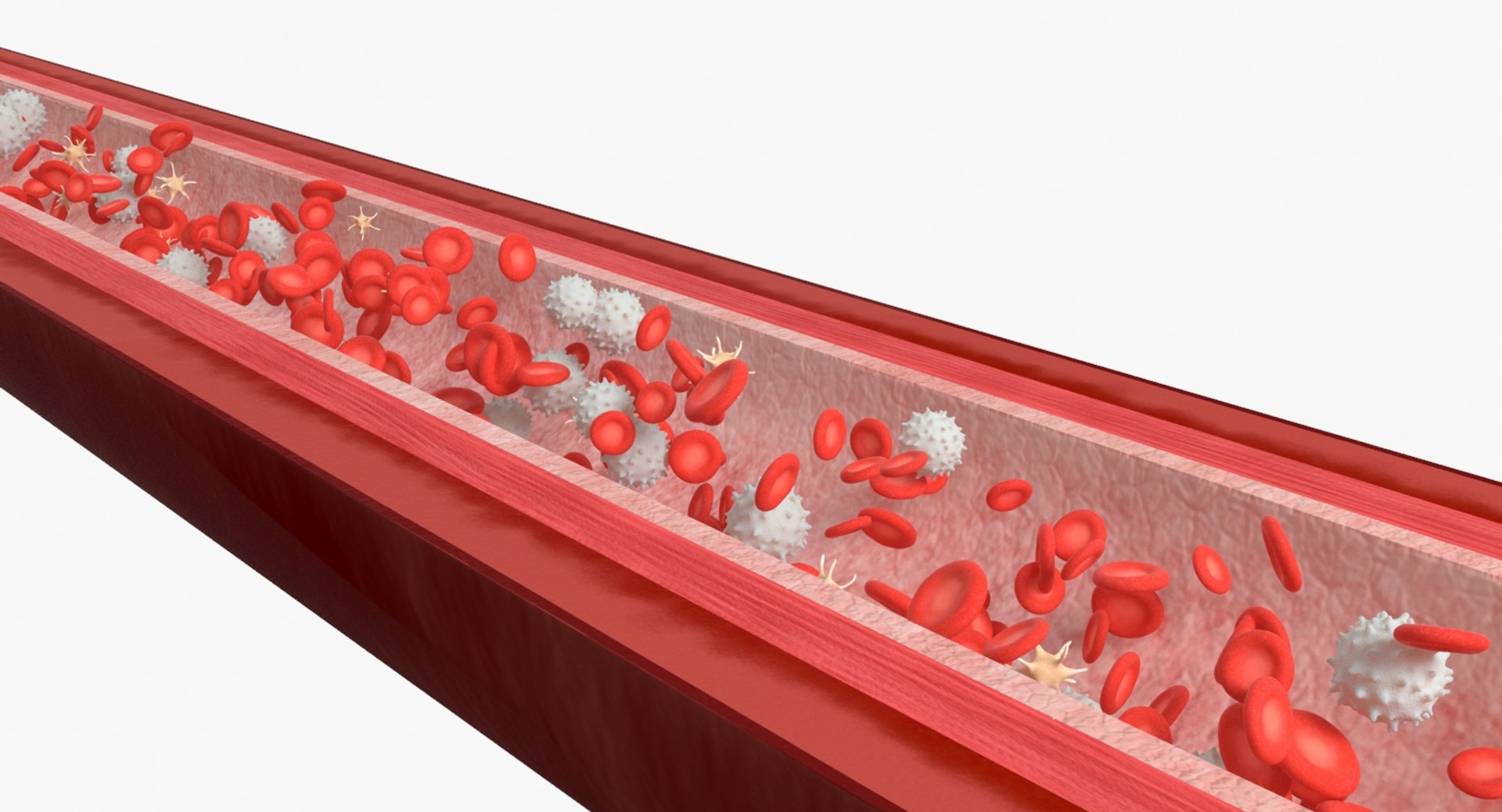 Bloodstream Animation 3D - TurboSquid 1327962