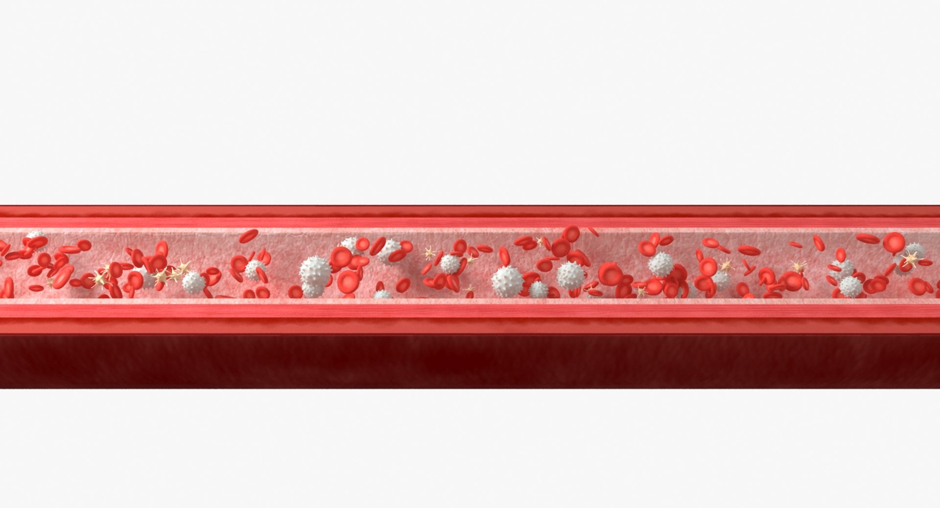 Bloodstream Animation 3D - TurboSquid 1327962