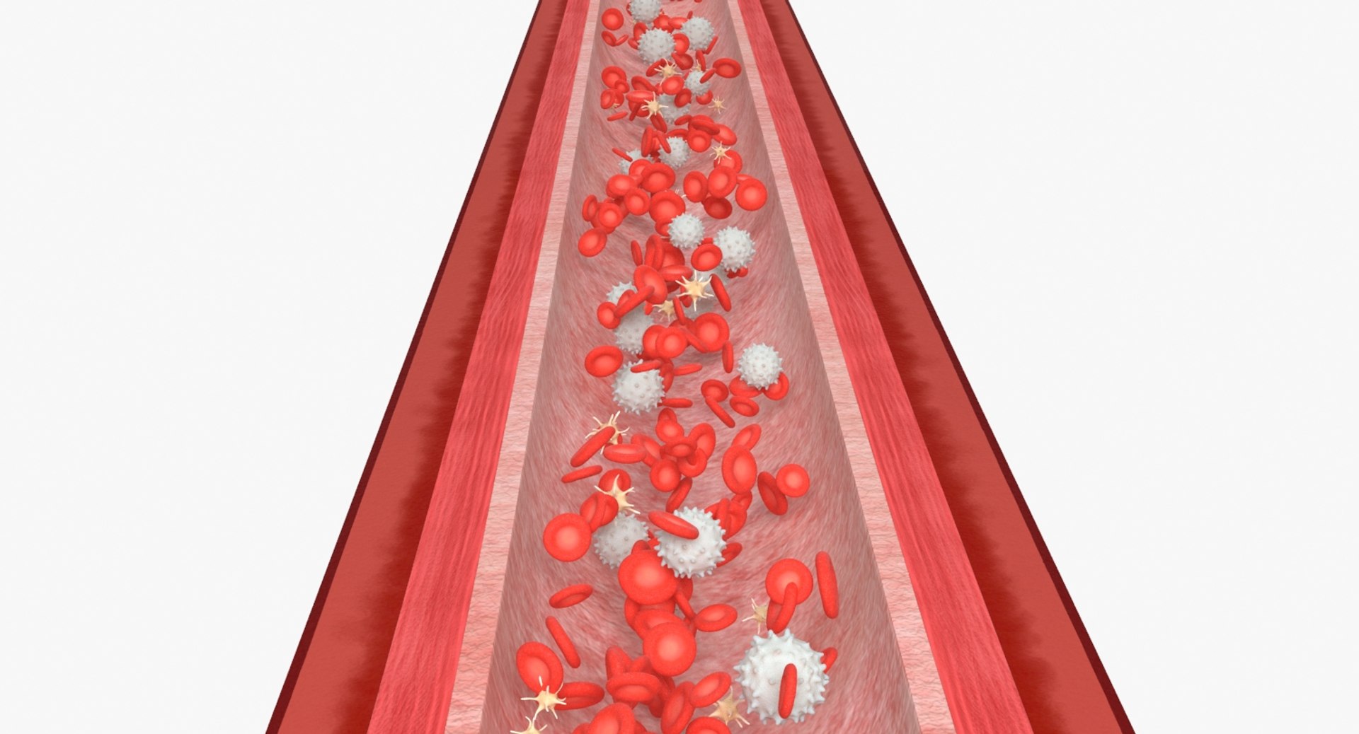 Bloodstream Animation 3D - TurboSquid 1327962