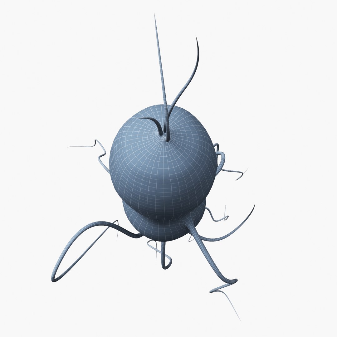 Bacteria 3d Model
