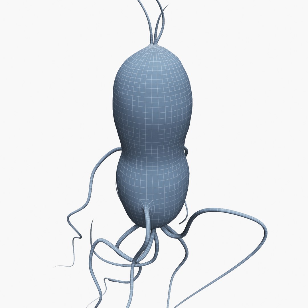 Bacteria 3d Model
