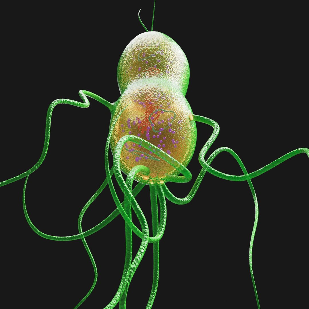 Bacteria 3d Model