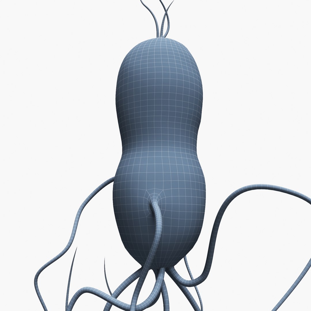 Bacteria 3d Model