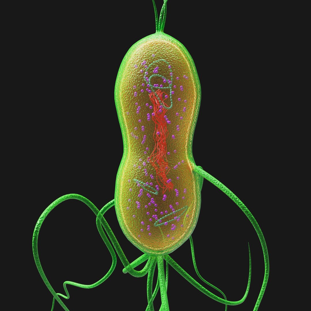 Bacteria 3d Model