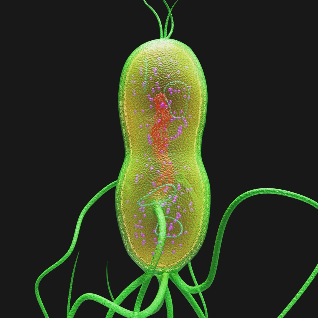 Bacteria 3d Model