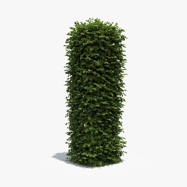 3d exterior boxwood hedge