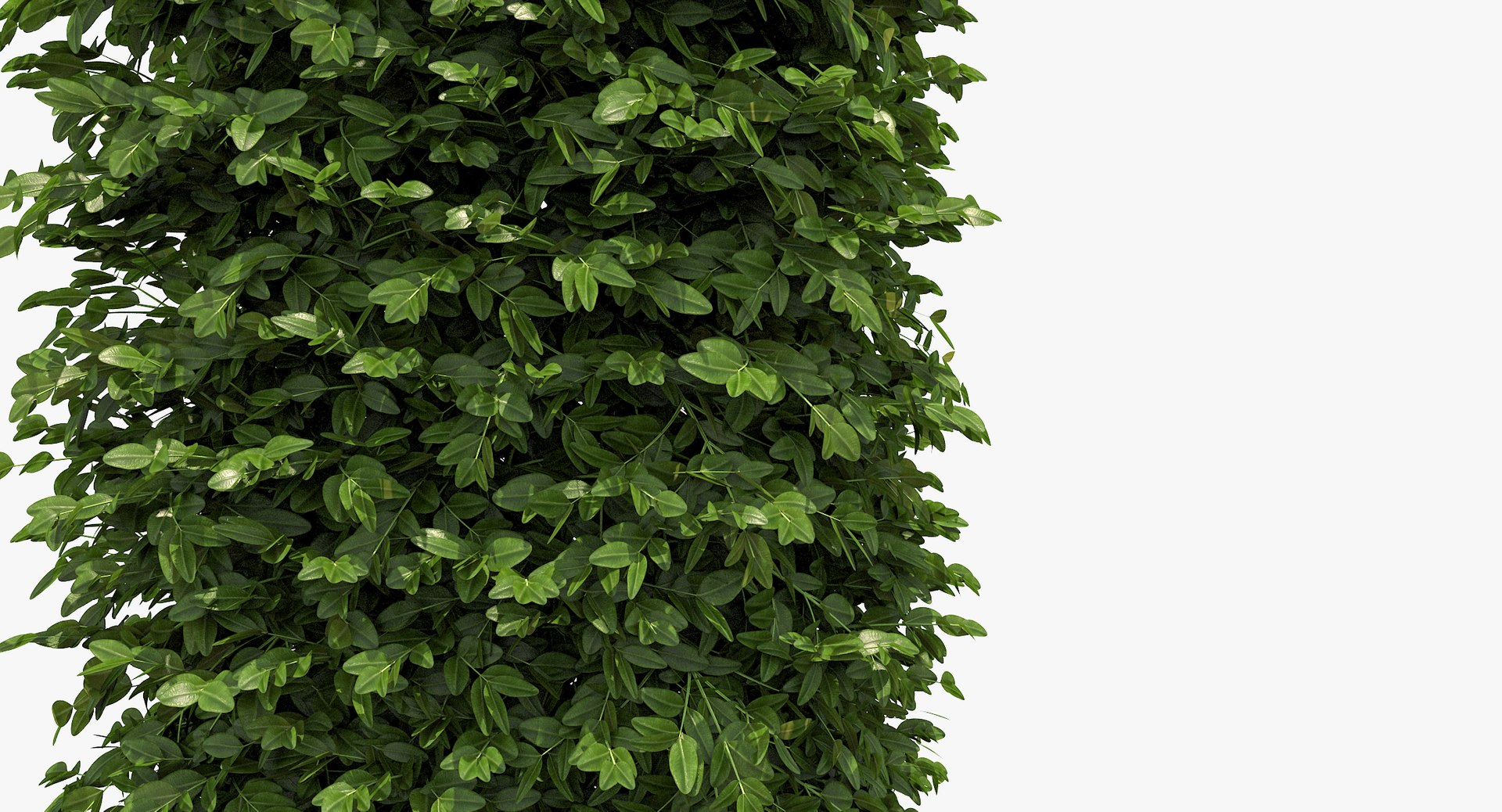 3d Boxwood Column Model