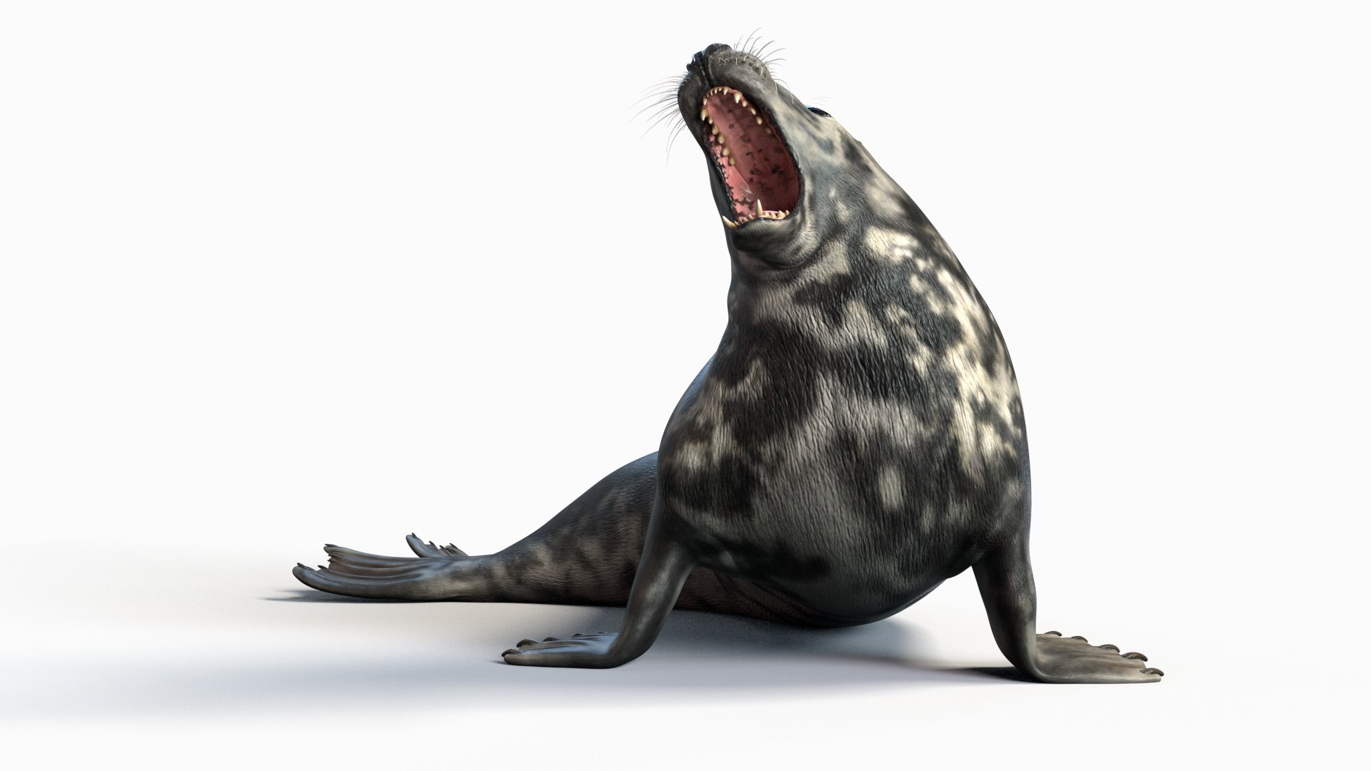 3D Grey Seal Animated Model - TurboSquid 2079075