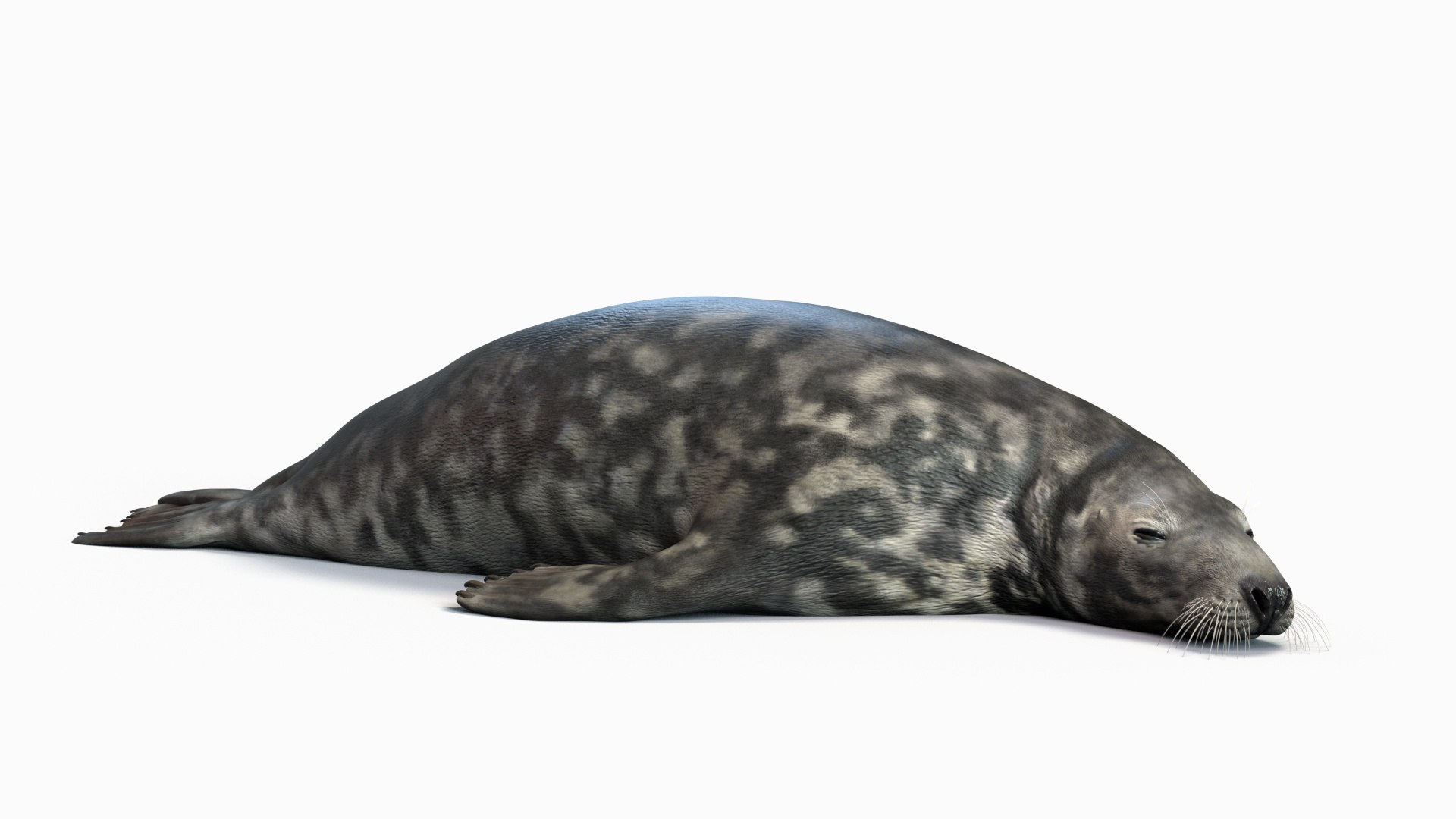 3D Grey Seal Animated Model - TurboSquid 2079075