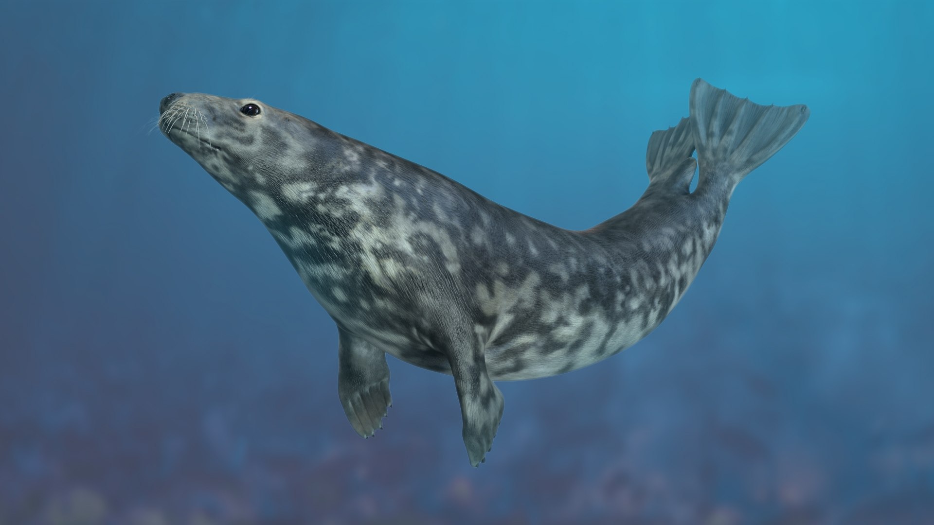 3D Grey Seal Animated Model - TurboSquid 2079075