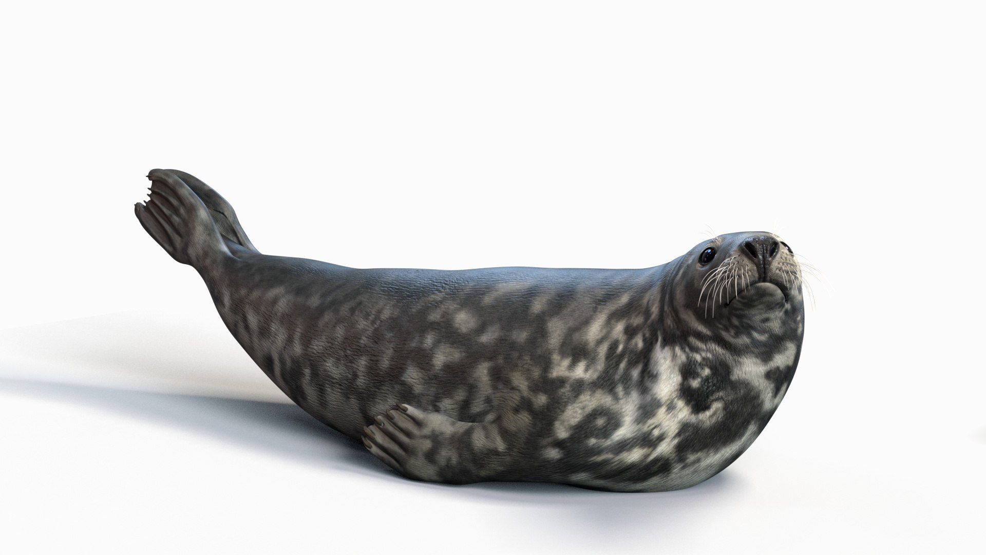3D Grey Seal Animated Model - TurboSquid 2079075