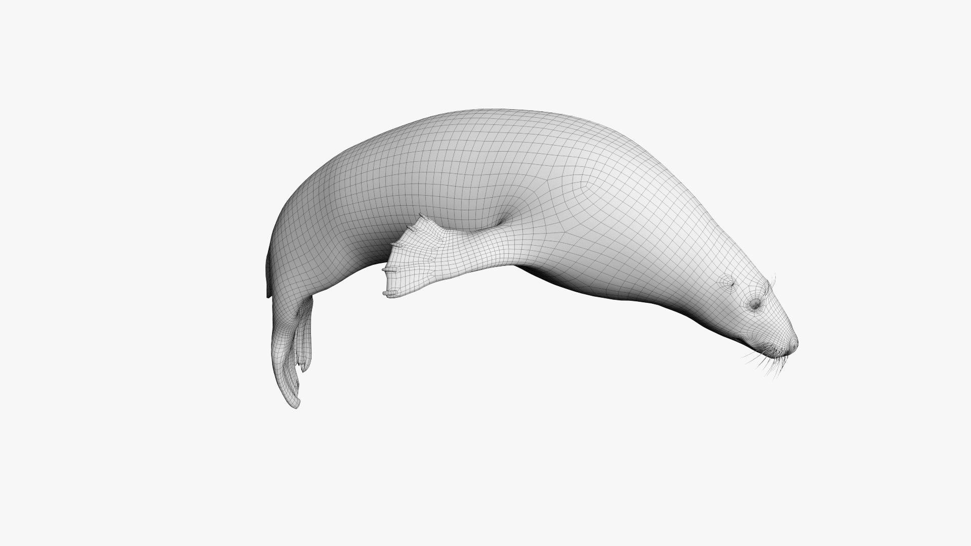 3D Grey Seal Animated Model - TurboSquid 2079075